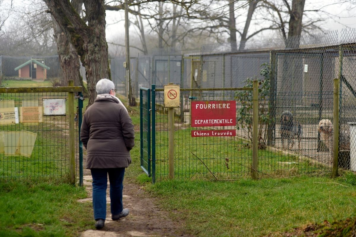 "L’équipe municipale a dû traquer un kangourou en fuite" : dans la ...