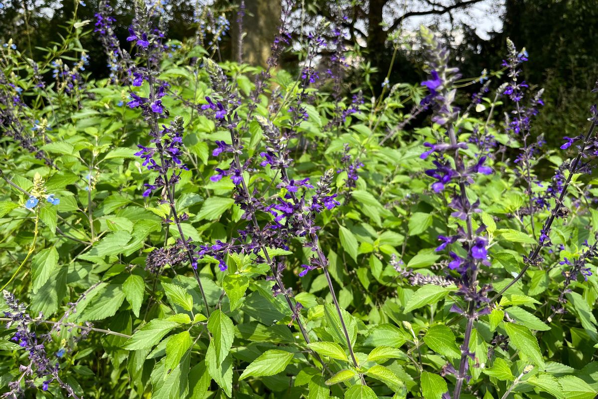 Comment entretenir les sauges pour de belles floraisons de fin d’été ...