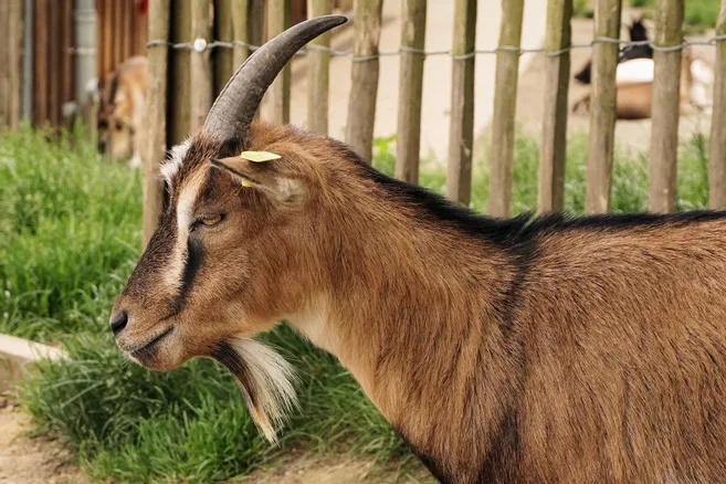 « Elles font partie de notre famille » : des chèvres et des boucs volés ...