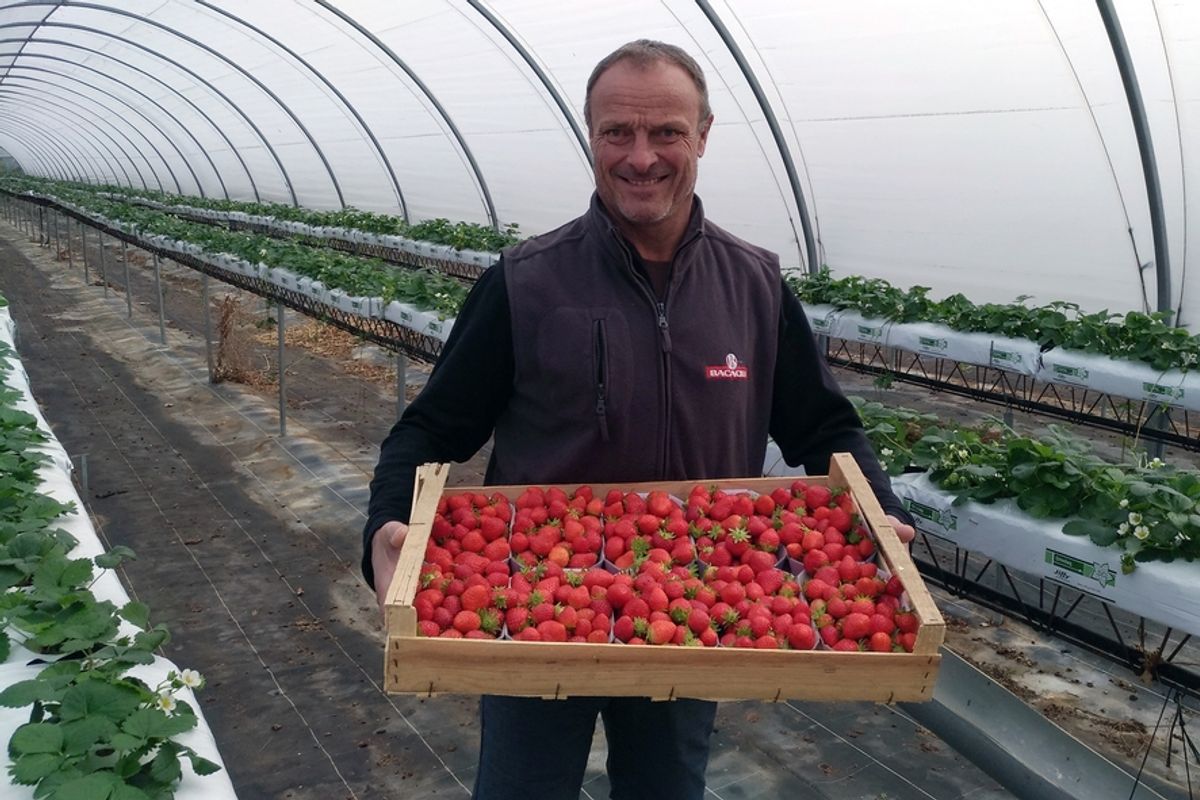 Producteur de fruits rouges à Lezoux, il a fait le choix de la vente ...