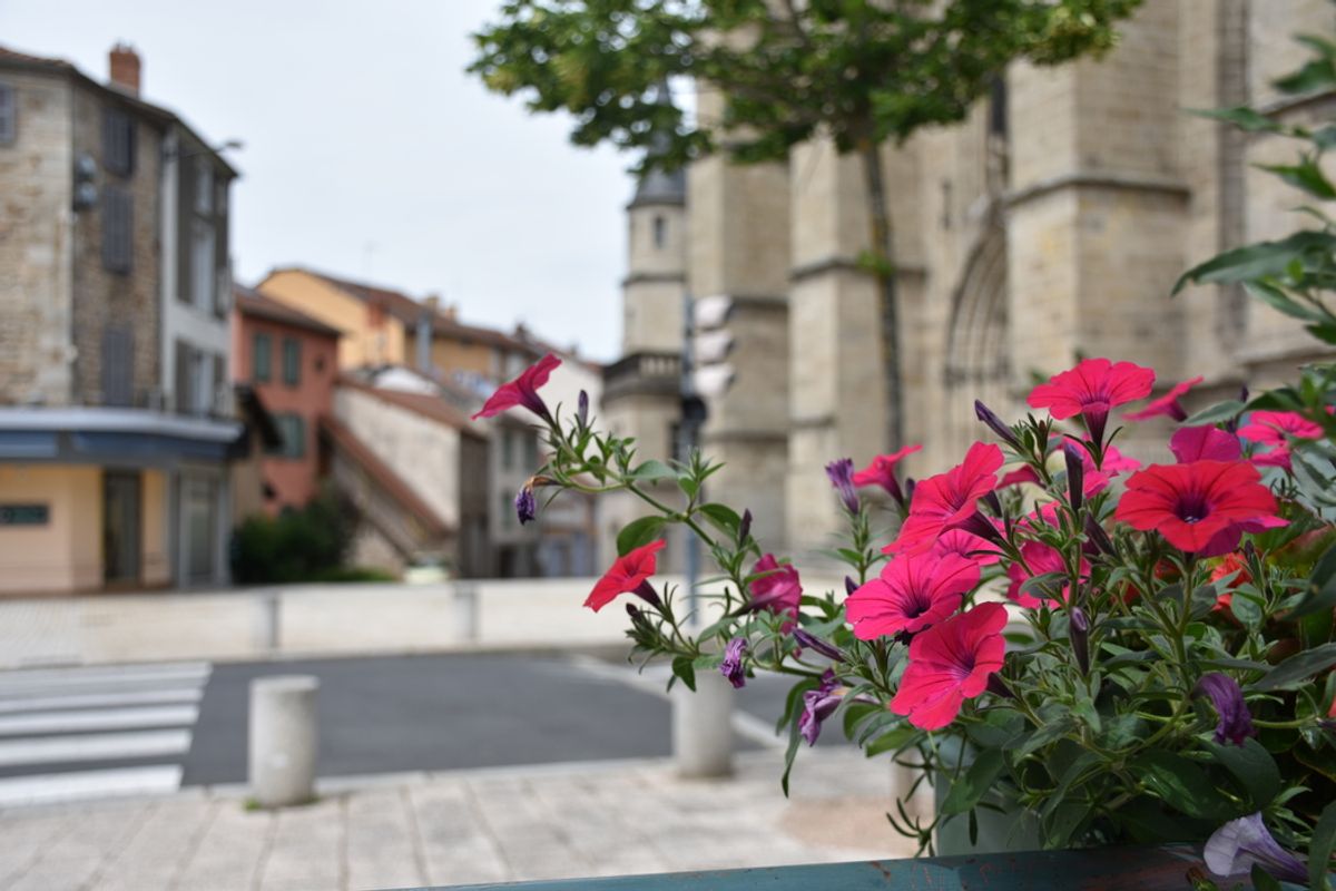 Ambert se pare de milliers de fleurs aux nuances de rose, de violet et ...