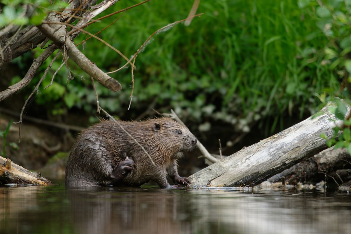 De la Loire à la Gartempe, un retour en Limousin pas si pépère pour le ...