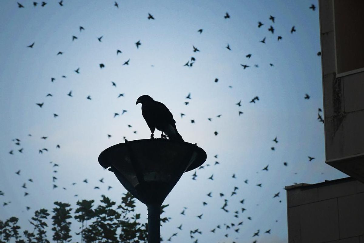 The spectacular starling murmuration - La Montagne