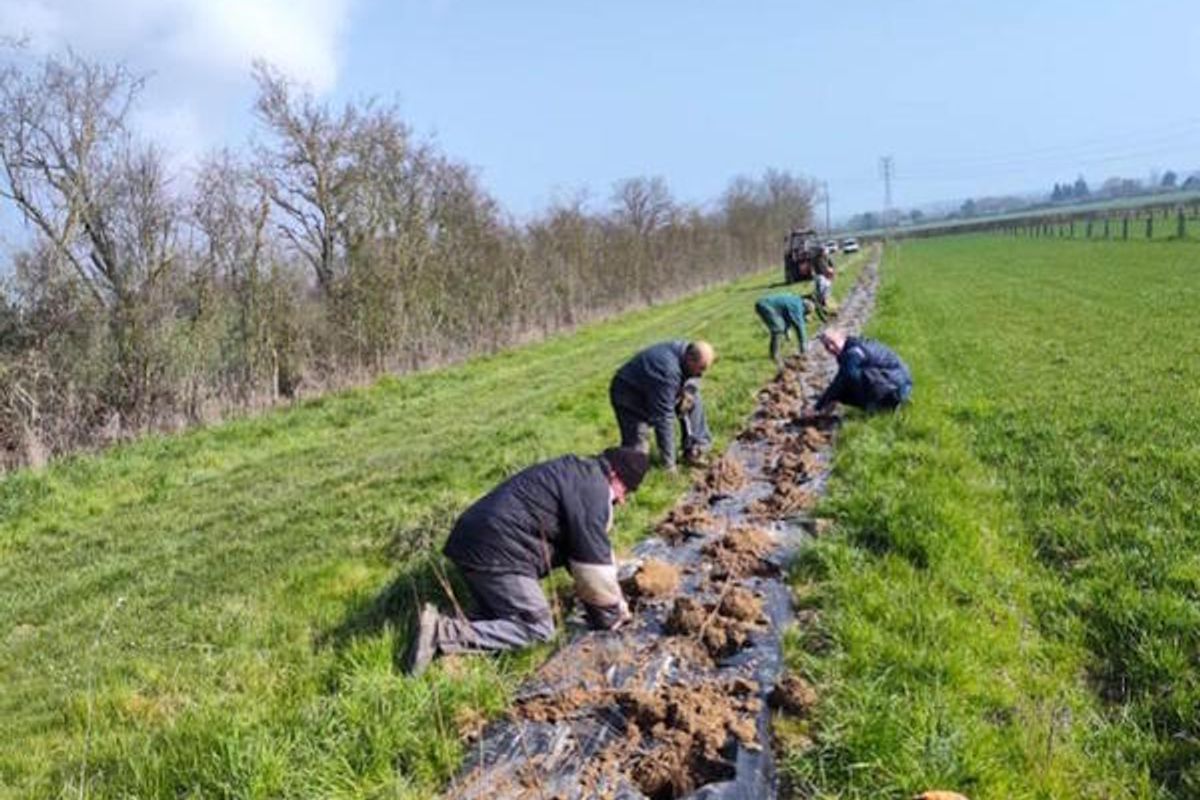 SURY PRES LERE. 400 mètres de haies ont été plantés - Le Berry Républicain