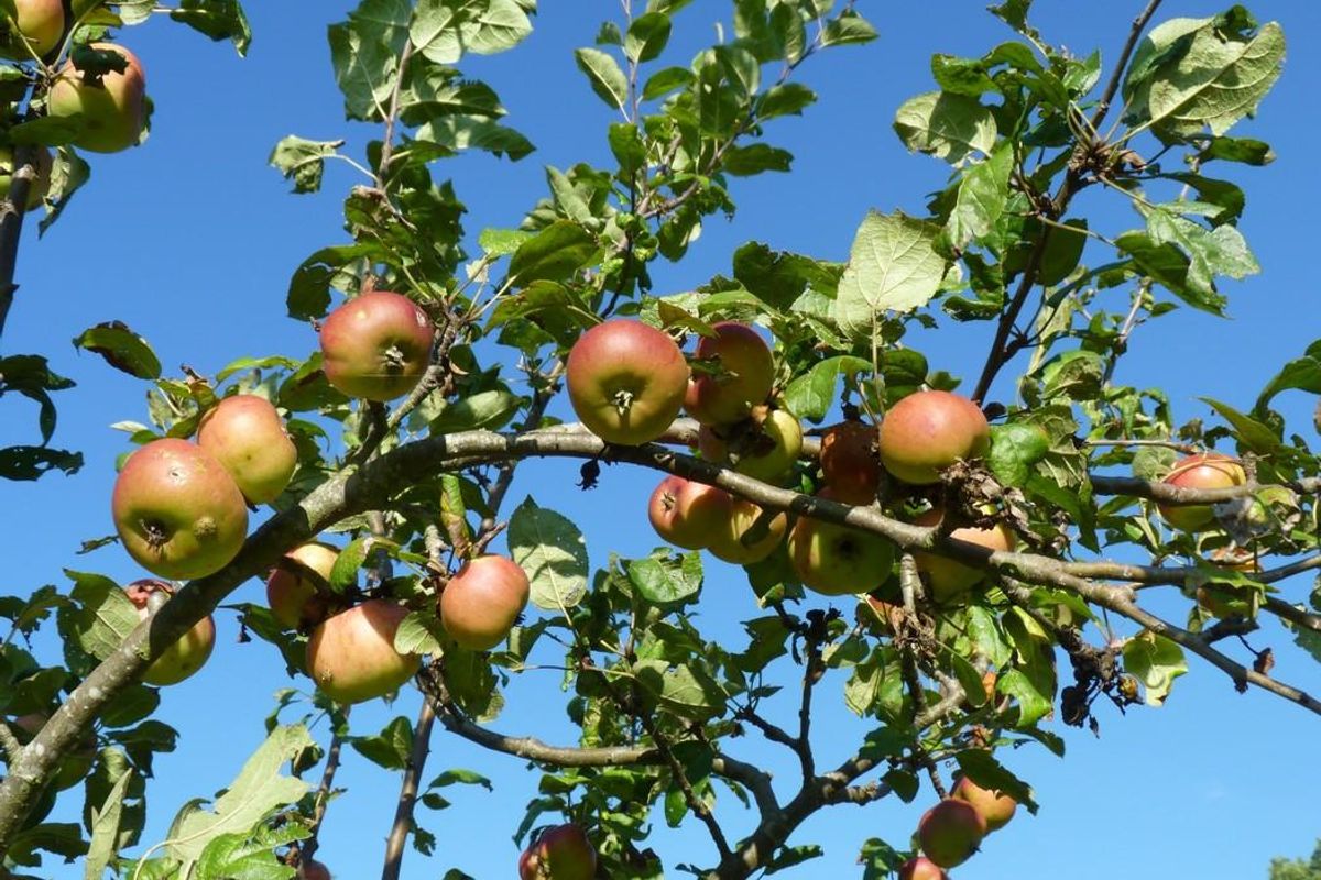 BONGHEAT. Les prés-vergers portent leurs fruits - La Montagne
