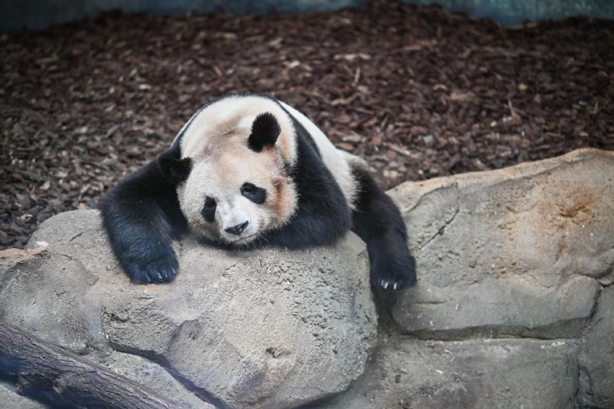 Yuan Meng, la saga du panda star de Beauval - Le Berry Républicain