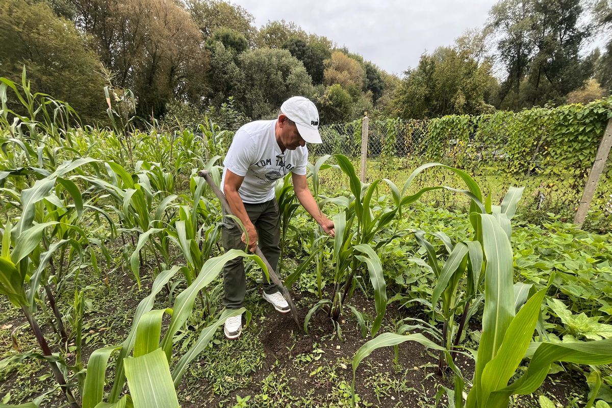 Une année catastrophique pour les jardiniers à cause des inondations ...
