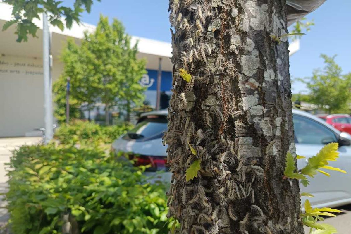Chenilles processionnaires en Eure-et-Loir et dans les Yvelines ...