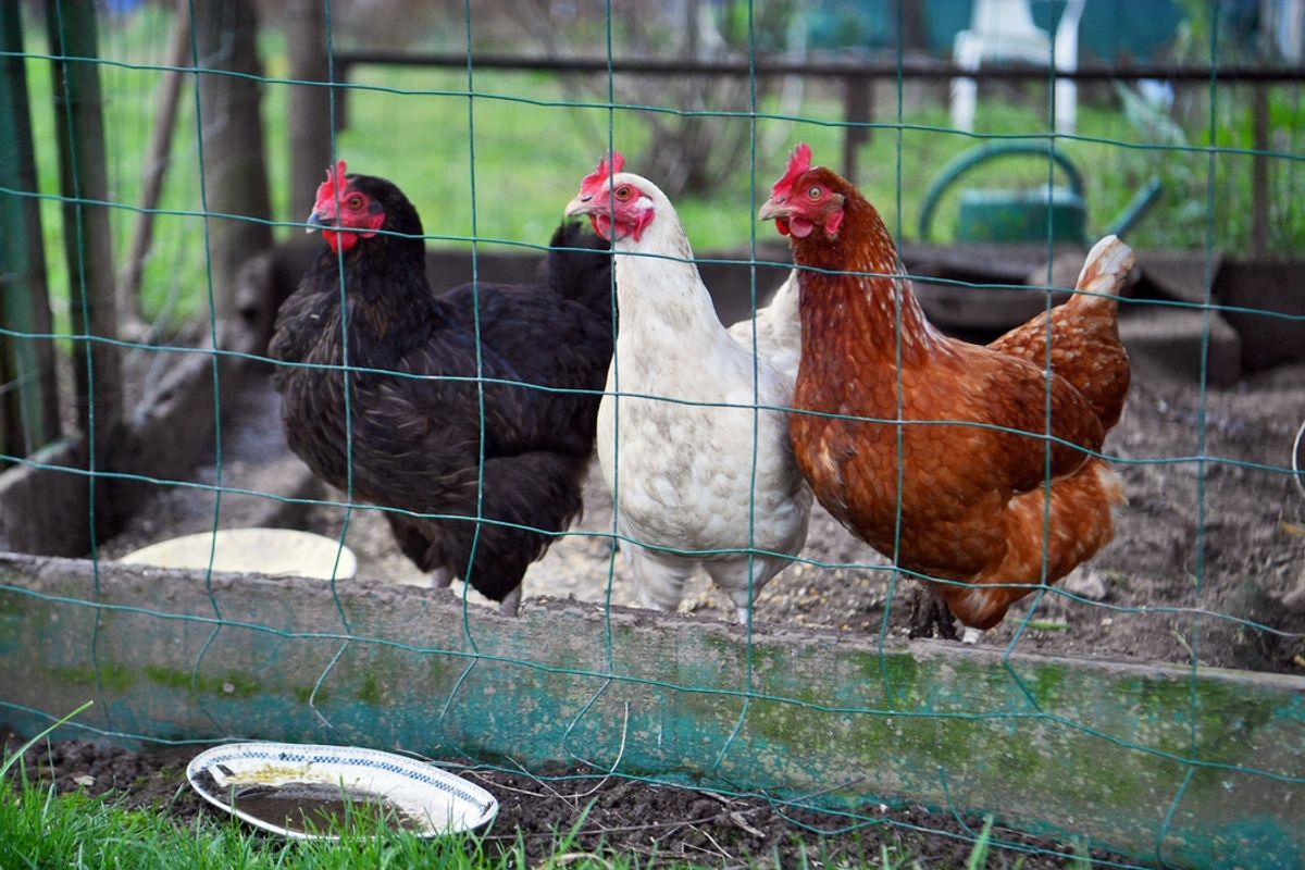 Cinq choses à savoir avant d'adopter des poules à la maison - Le Pays ...