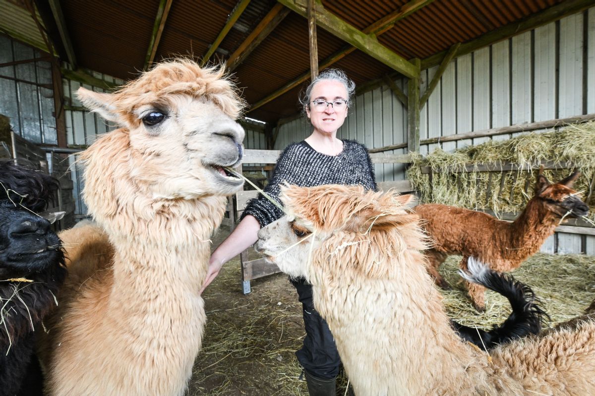 Bulle de répit avec des lamas et des alpagas à la ferme Lama Émoi, à ...
