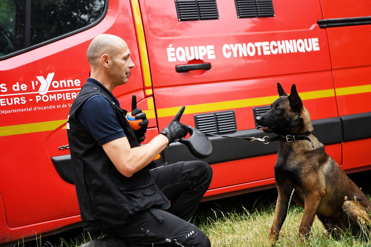 Formés en France, les chiens Cookie et Trunks iront sauver des vies en ...