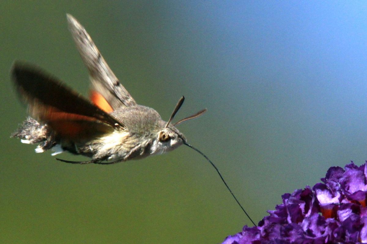 MERINCHAL. L’étonnant et spectaculaire sphinx colibri - La Montagne