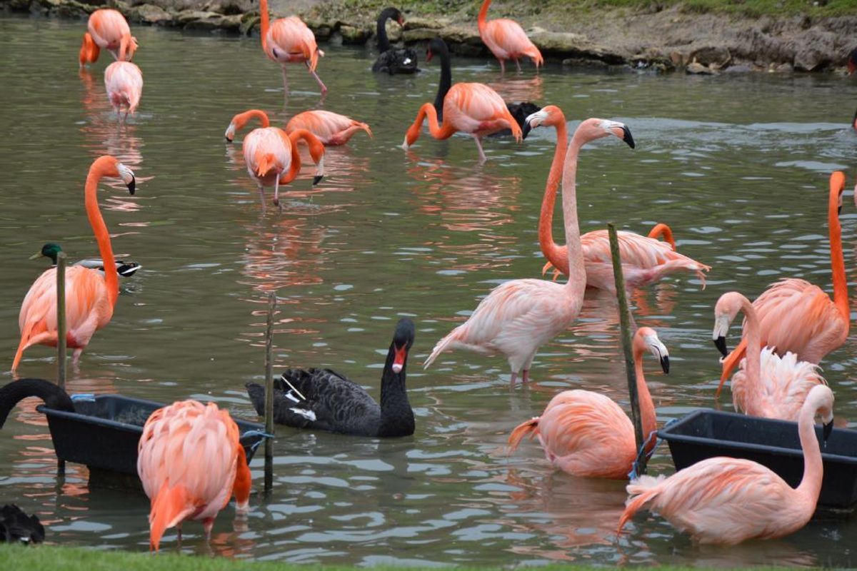 Quel avenir pour le parc Sauvage d'Émancé, fermé depuis novembre 2016 ...