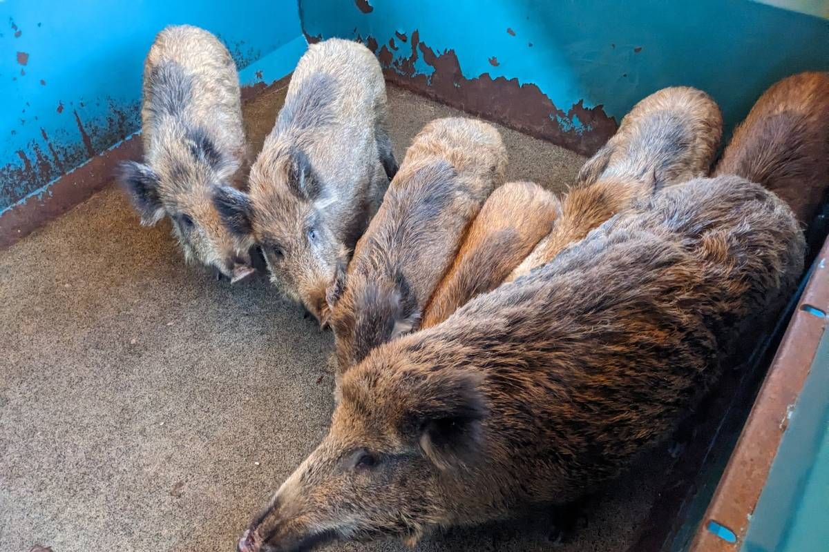 7 sangliers sèment la panique à Cosne-sur-Loire, 250 enseignants ...