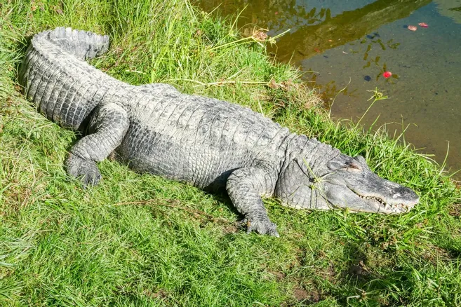 “Pauvre bête” : un crocodile enchaîné retrouvé mort dans le canal de ...