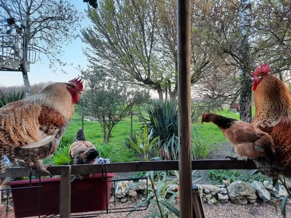 Découvrez « La philatélie à tir d’aile » : exposition sur les oiseaux à ...