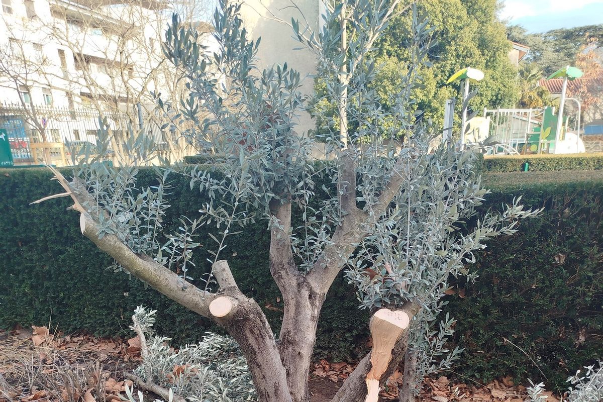 Un olivier en hommage à Ilan Halimi en partie scié près de Lyon - Le ...