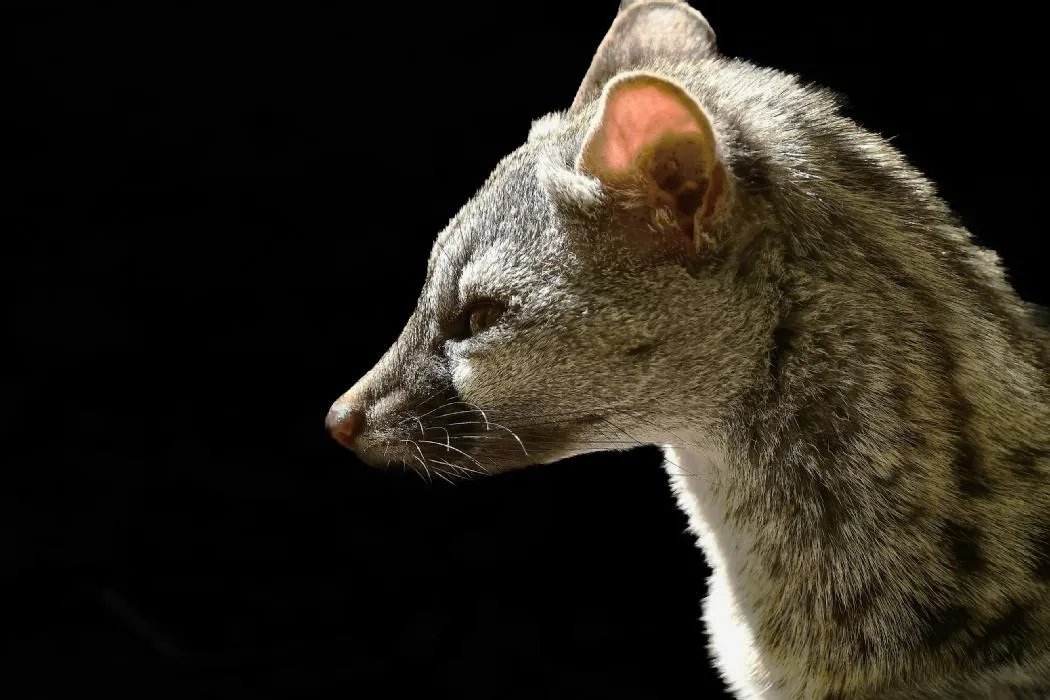La loutre, le loup, le lynx et la genette : quatre mammifères plus ou ...