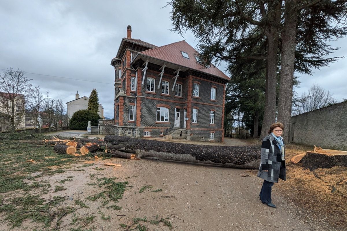 Cèdre centenaire abattu en pleine nuit : l'émoi et l"indignation des ...