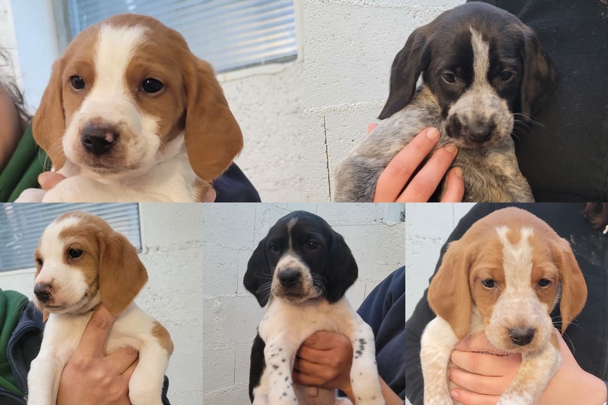 Véra, Vénom, Veni, Vidi, Vici : cinq chiots à adopter à la SBPA de ...