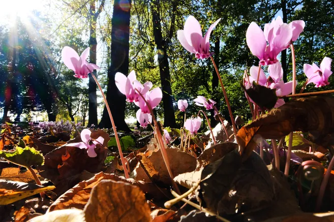 Comment s'offrir un joli tapis de cyclamens ? Les conseils jardinage de ...