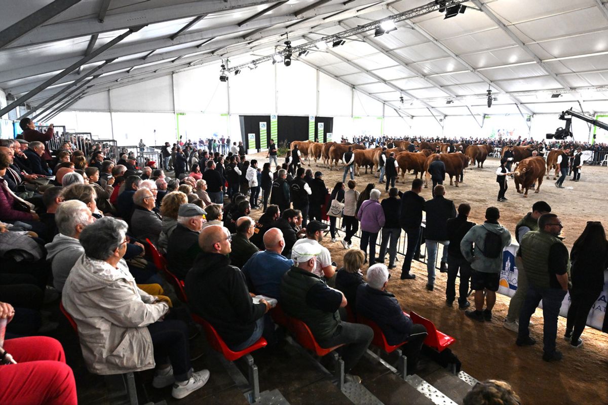 Un taureau adjugé à plus de 18.000 euros : dans la Creuse, la race ...