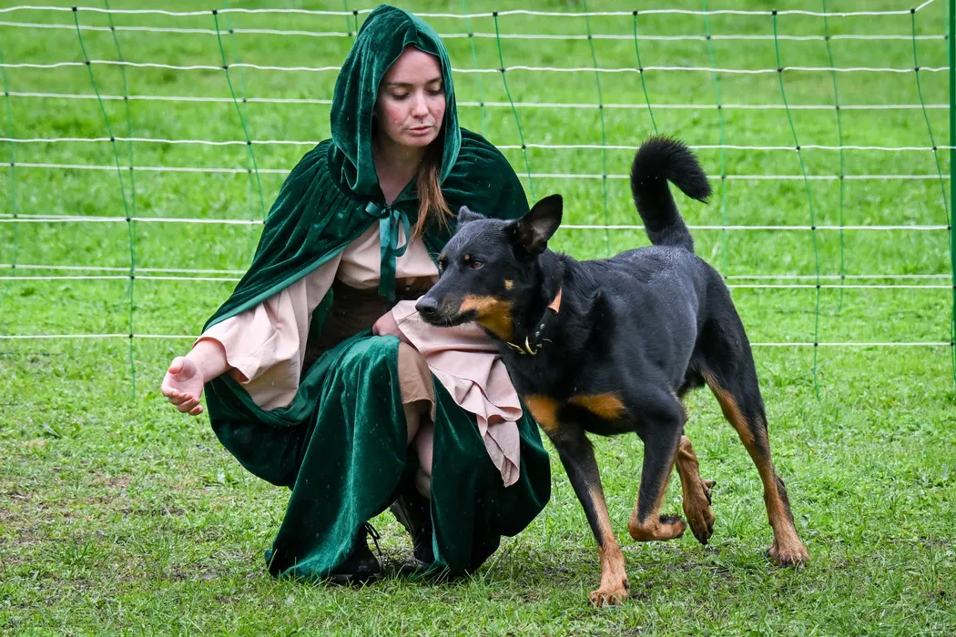 Et si vous dansiez avec votre chien ? On vous emmène à la découverte du ...