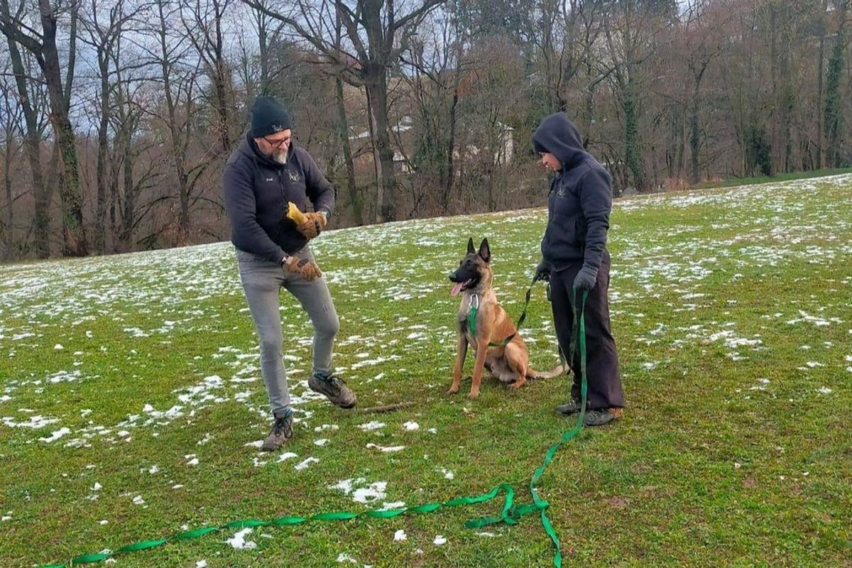 Après avoir "ravagé" des arbres au Puy-en-Velay, le chien Arrow trouve ...