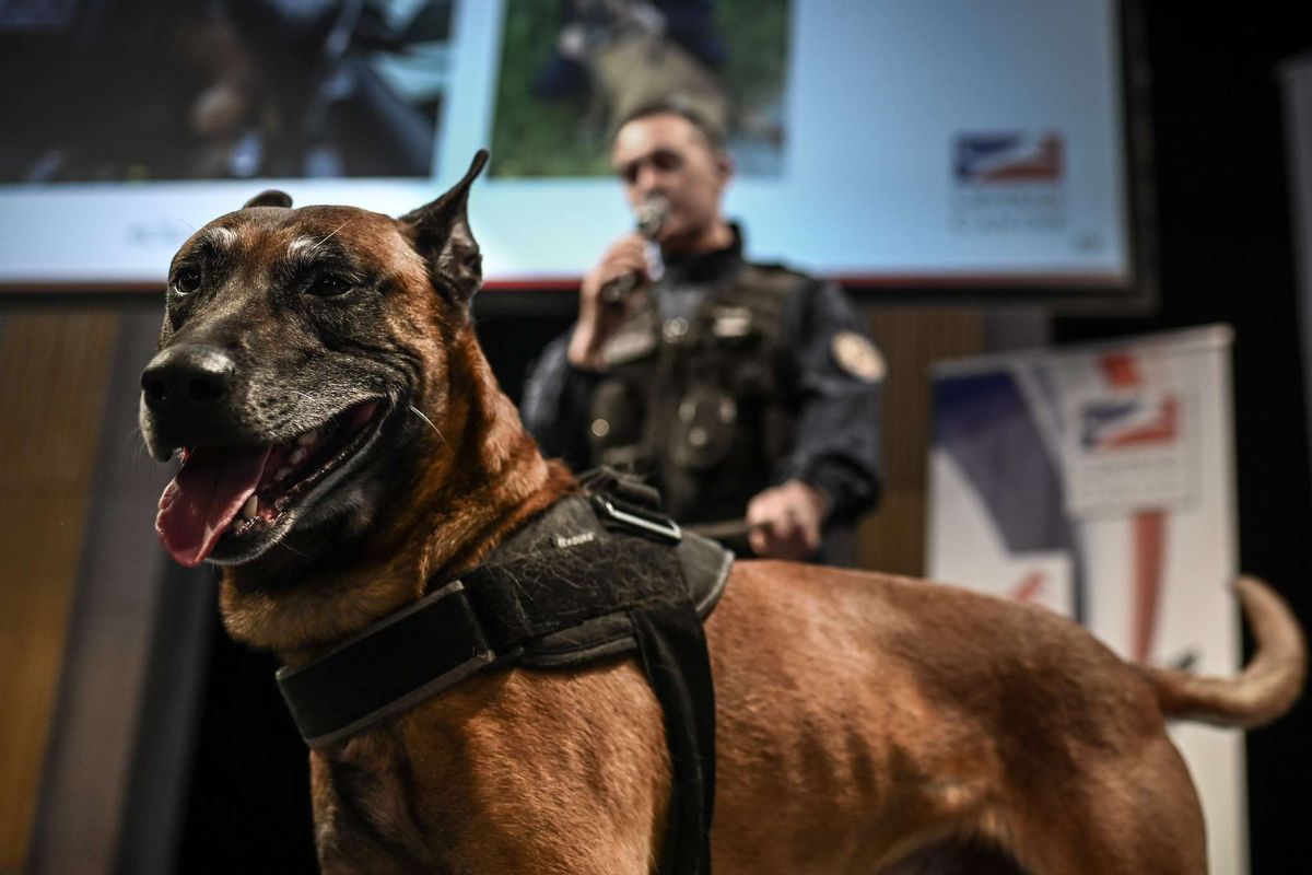 Jerry Leen, Eros, Ice... Les "Chiens Héros" 2019 récompensés - La Montagne