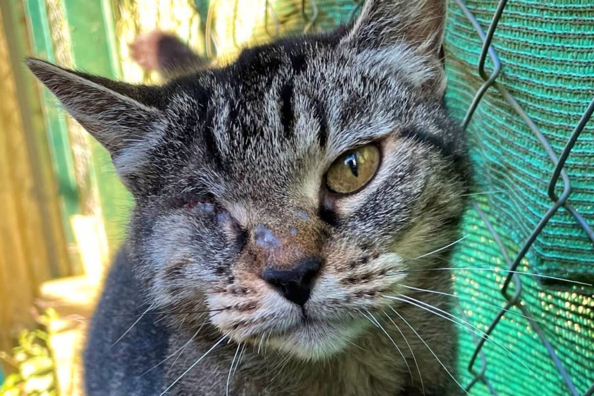 Il y a urgence pour Minouche, une minette de 14 ans en déprime au ...