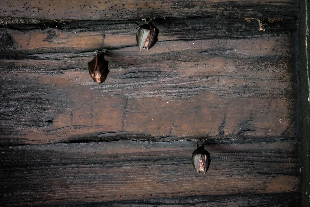 À Anzême, les chauves-souris révèlent leurs secrets de nuit - La Montagne