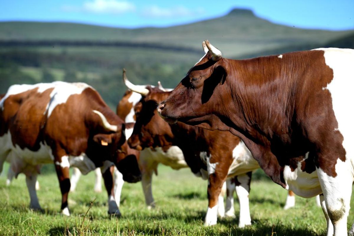 Une journée d'animations à Bourg-Lastic pour découvrir la race bovine ...