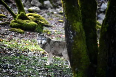 MD Meymac, la seule usine de production de médicaments en Corrèze, veut ...