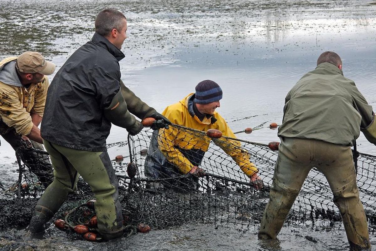 BOEN SUR LIGNON. La pêche traditionnelle au filet de retour à la ...