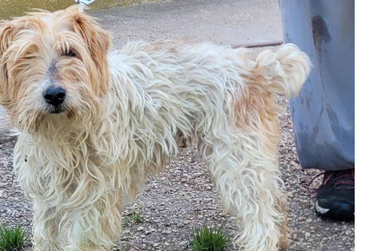 Stella et Horus, deux chiens à adopter à la SBPA de Marmagne - Le Berry ...