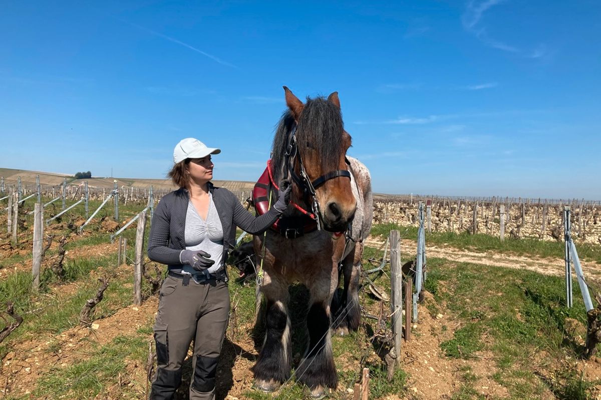 Formés à l’École nationale du cheval vigneron, Delphine Cherrier et son ...