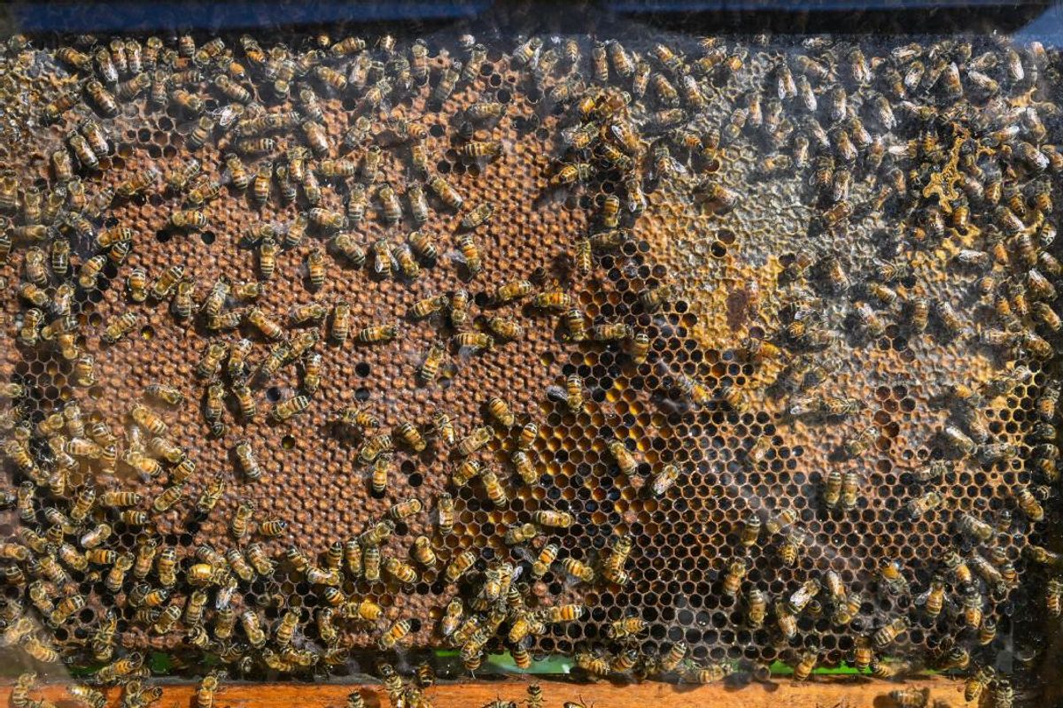 Créer un gîte ou acheter des colonies d'abeilles : les fonds européens ...