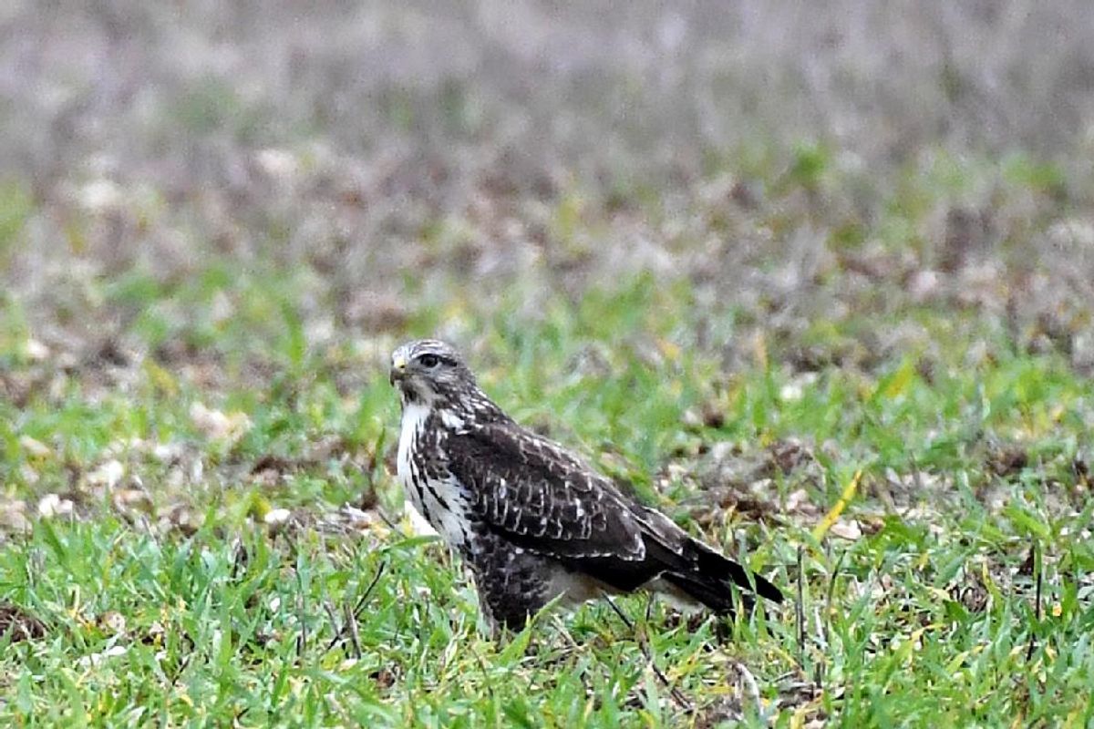 La buse variable, le rapace le plus commun du Limousin - La Montagne
