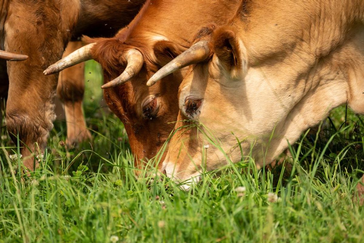 Pourquoi l'herbe est-elle si importante dans les secteurs ruraux, en ...