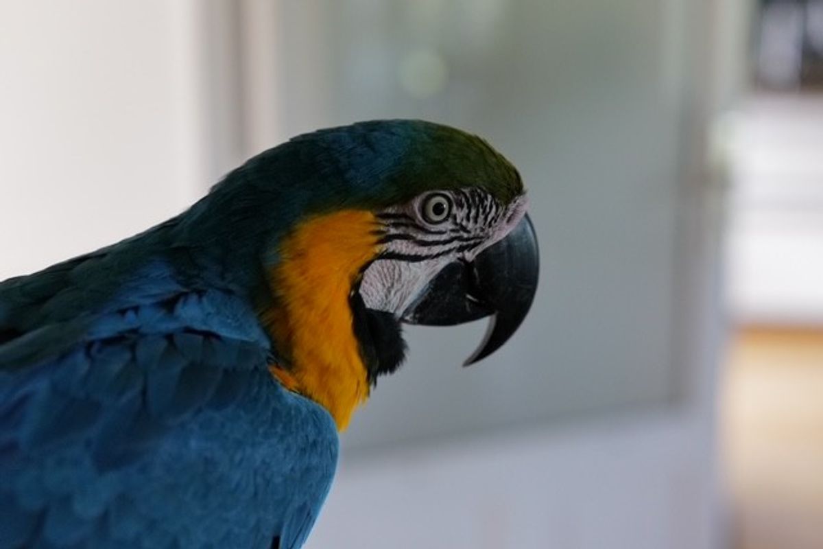 Tara, la femelle perroquet disparue dans un coup de vent près de Vichy ...