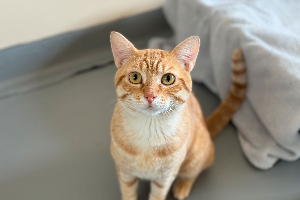 Simba, jeune chat de deux ans est à adopter à l'APA du Puy-de-Dôme - La ...