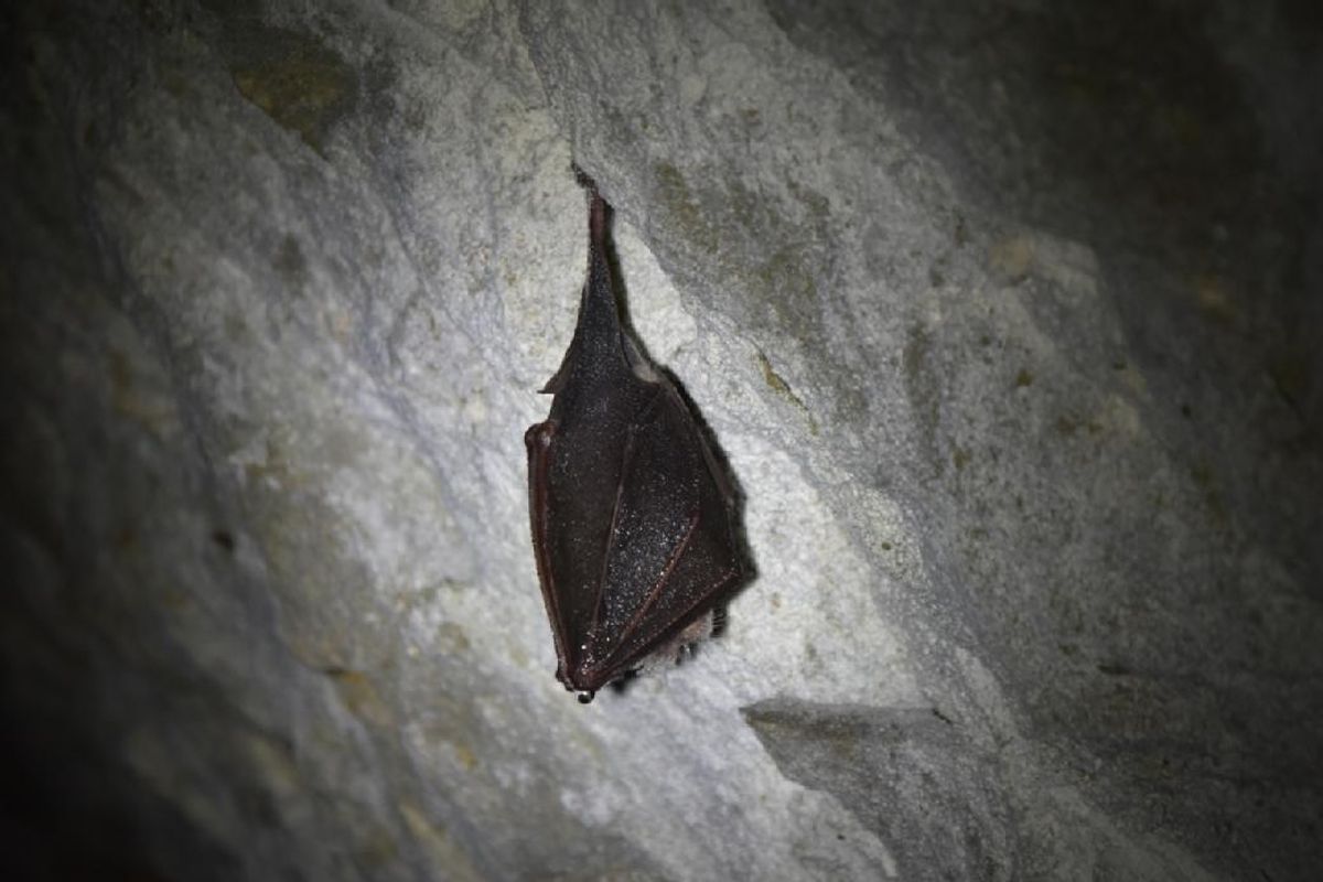 Les chauves souris utiles à la nature - L’Écho Républicain