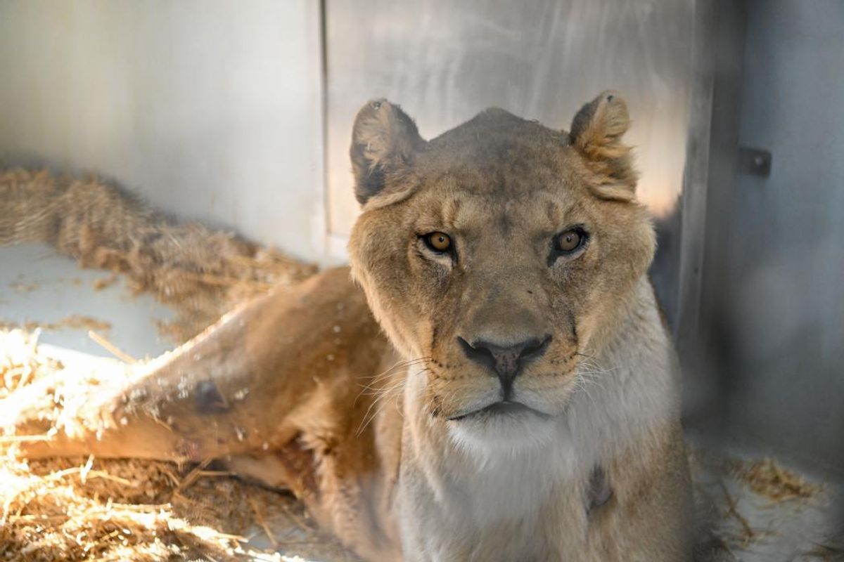 Le refuge La Tanière, près de Chartres, annonce la mort de Léo, son ...