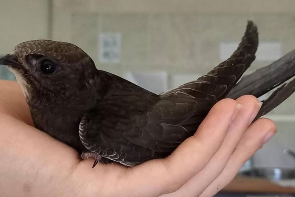 "Je n'ai jamais vu d'oiseaux avec autant de carences" : le centre de ...