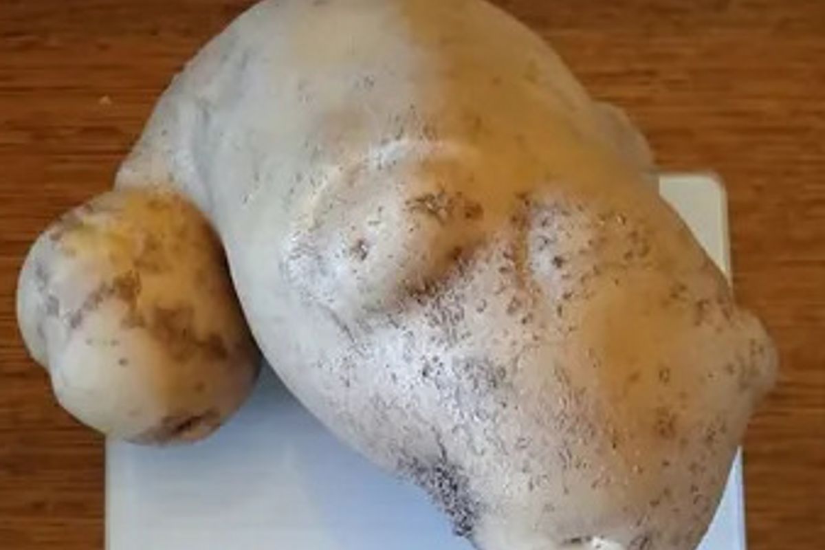 Combien pèse cette patate récoltée par un jardinier amateur en Corrèze ...