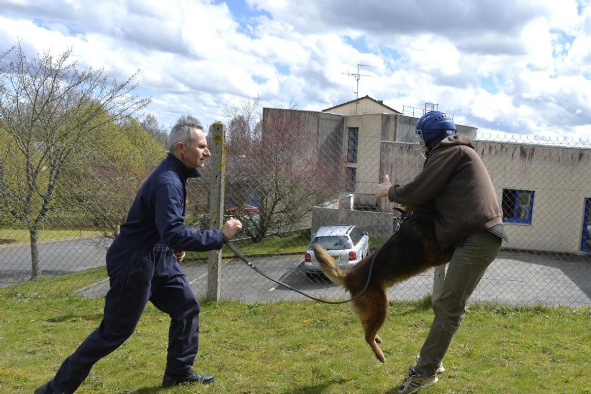 Il exhibe son sexe et se fait mordre par un chien policier, au mollet ...
