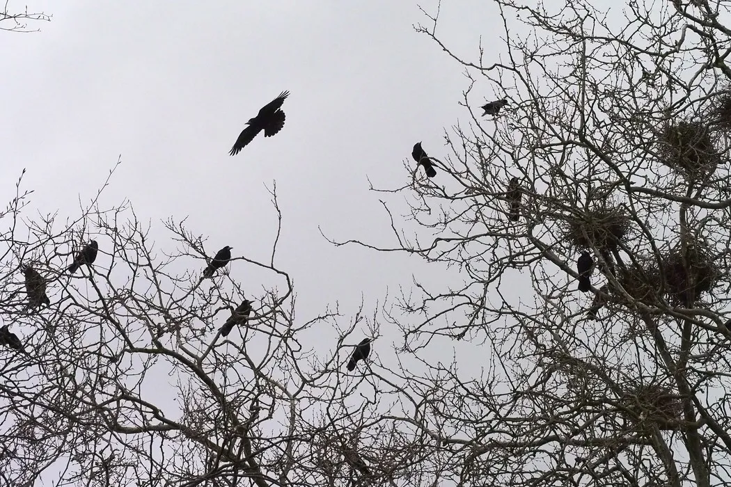 Corbeaux, corneilles, choucas : doit-on vraiment avoir peur de ces ...