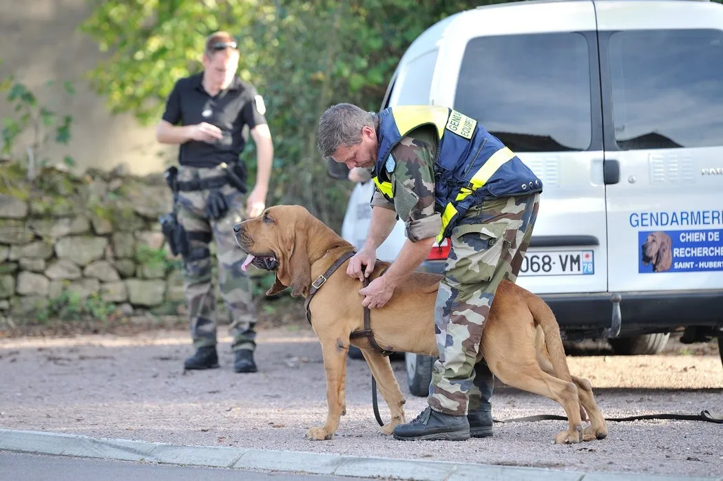 Disparitions de Lyhanna, du petit Émile… Le Saint-Hubert, ce chien ...