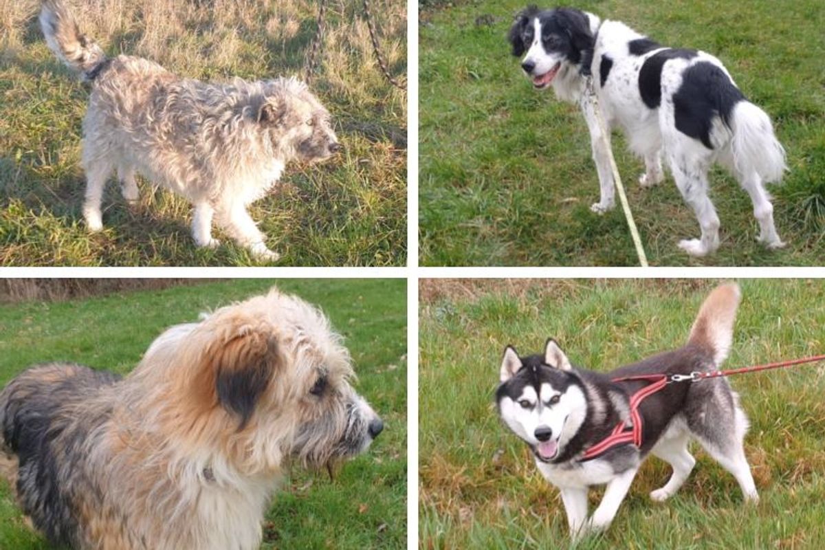 Ces chiens attendent au refuge de Nargis : découvrez les portraits de ...