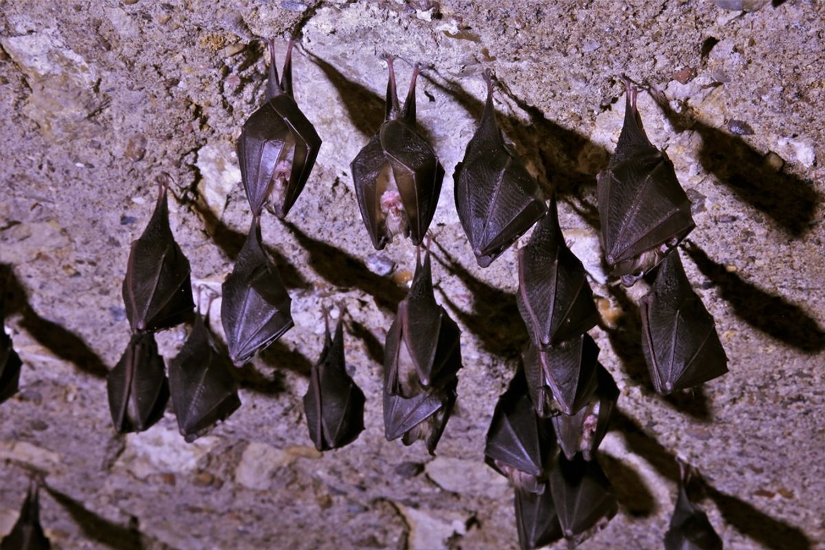 AMILLY. Connaissez-vous le monde des chauves-souris ? - La République ...
